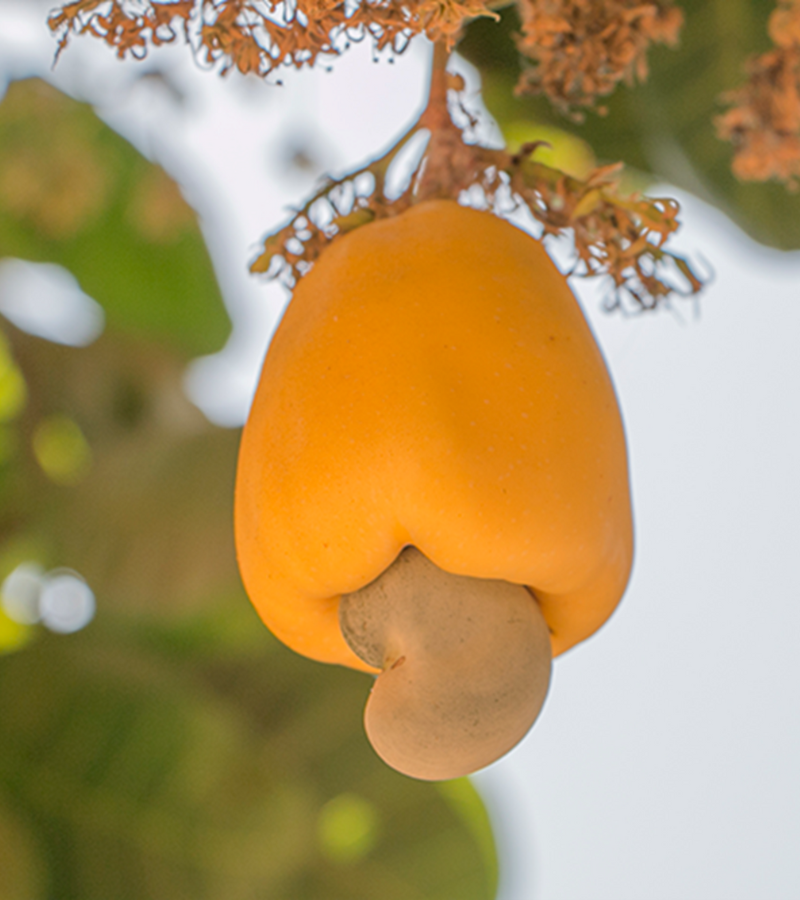 SABA - SABA contributes to the Totally Nuts project: cashew nut shells ...